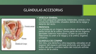 Sistema Urogenital humano | PPTX