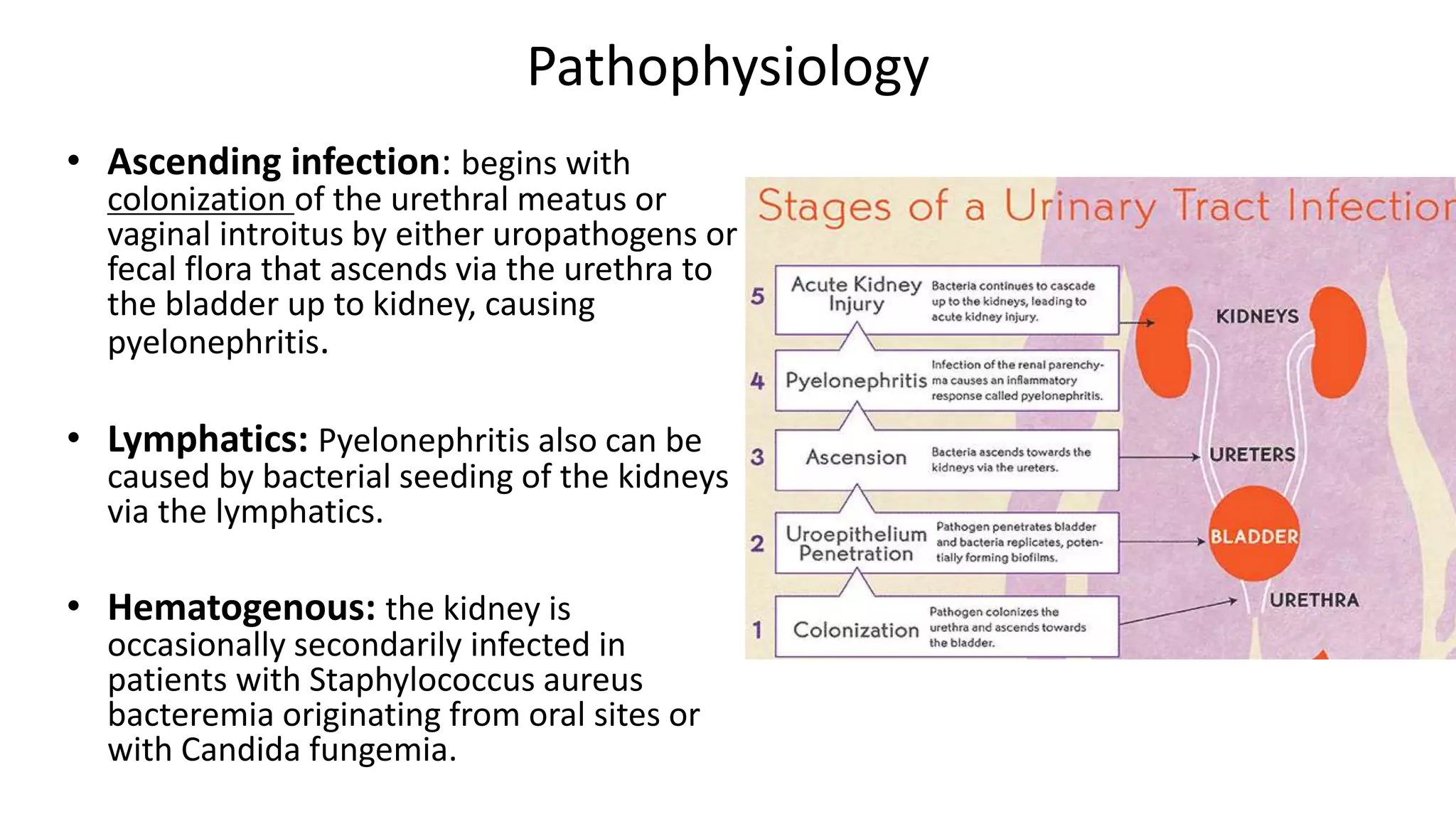Urosepsis/ Sepsis/ Septic shock | PPT