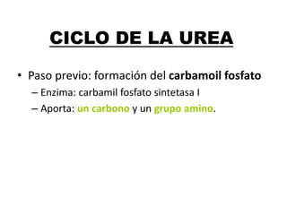 Diapositivas Bioquimica IV segmento, Ciclo de la urea | PPTX