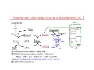 Diapositivas Bioquimica IV segmento, Ciclo de la urea | PPTX