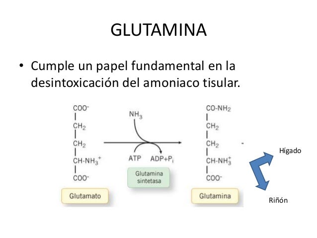 Diapositivas Bioquimica IV segmento, Derivados de aminoácidos de inte…