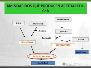 Diapositivas Bioquimica IV segmento, Metabolismo de aminoácidos | PPTX