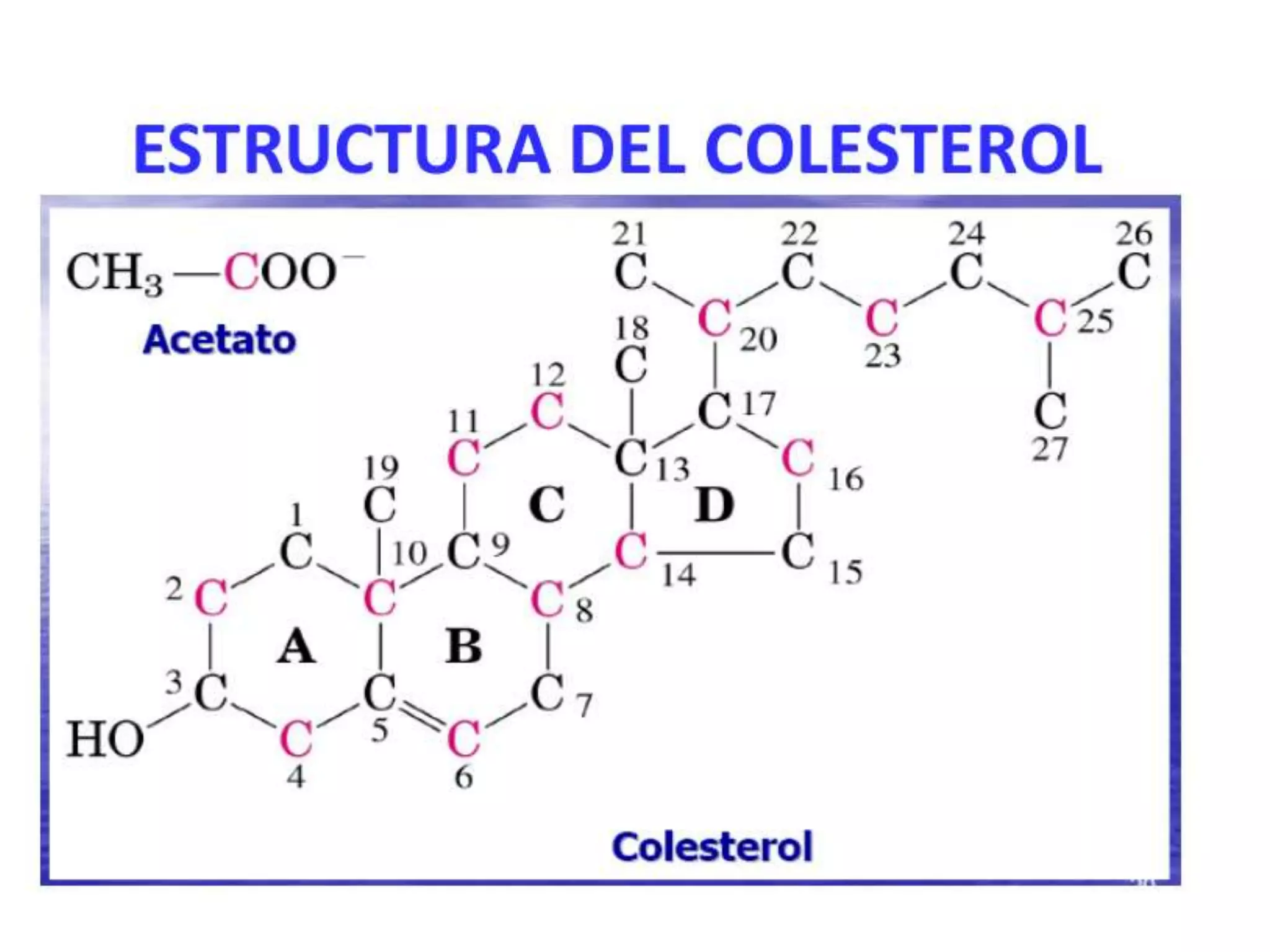Diapositivas Bioquimica III segmento, Metabolismo del colesterol | PPTX