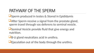 URSULA AMOAH SPERMfor better dinghhgundersta | PPT | Free Download