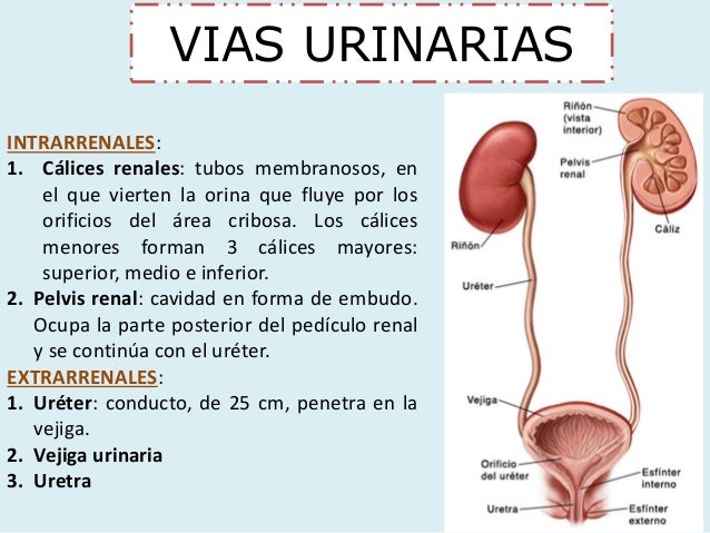 Seno renal y ureteres