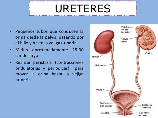 Seno renal y ureteres