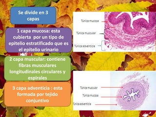 Histología De La Vejiga