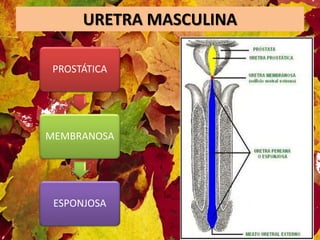 Histología De La Uretra Prostática