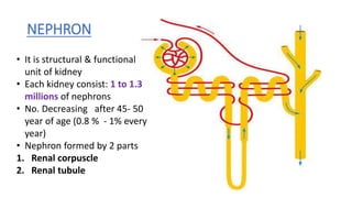 Structure and function of kidney , structure of nephron and urine ...