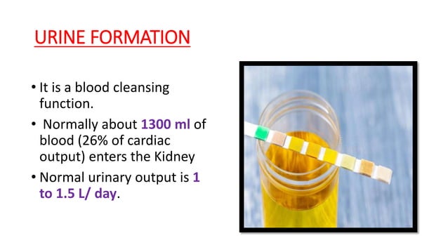 Structure and function of kidney , structure of nephron and urine ...