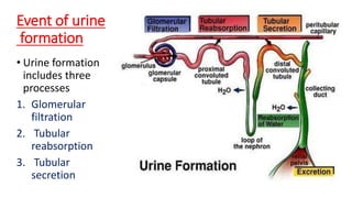Structure and function of kidney , structure of nephron and urine ...