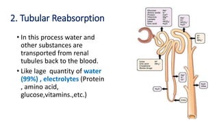 Structure and function of kidney , structure of nephron and urine ...