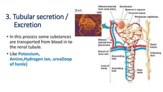 Structure and function of kidney , structure of nephron and urine ...