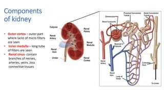 Structure and function of kidney , structure of nephron and urine ...