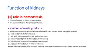 Structure and function of kidney , structure of nephron and urine ...