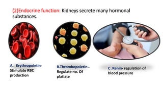 Structure and function of kidney , structure of nephron and urine ...