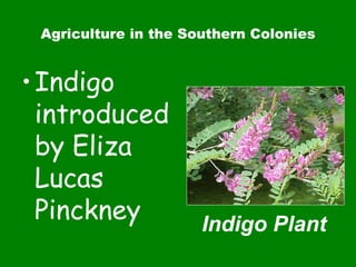 Indigo Plant In Southern Colonies