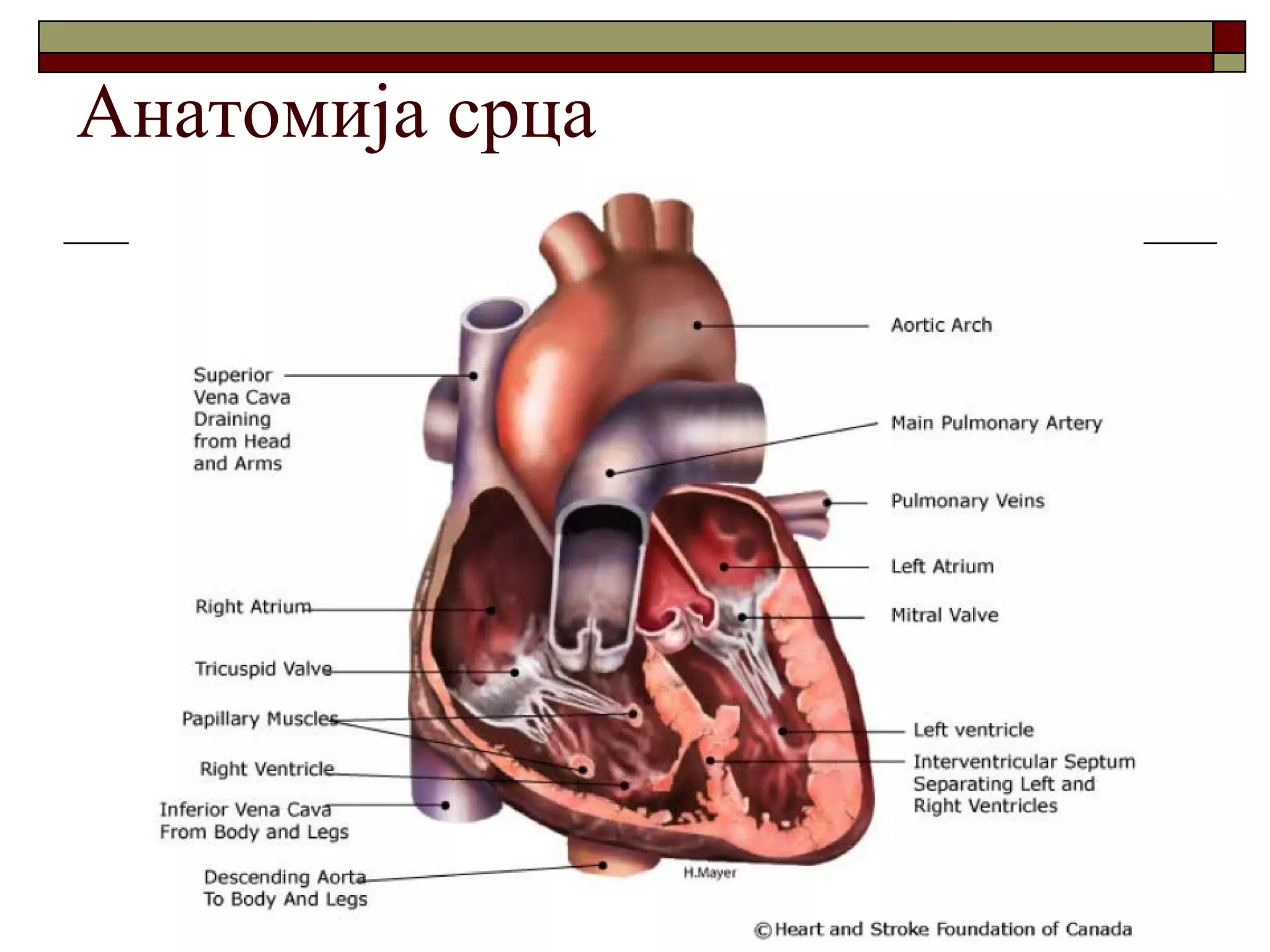 Urgentna stanja u kardiologiji | PPT