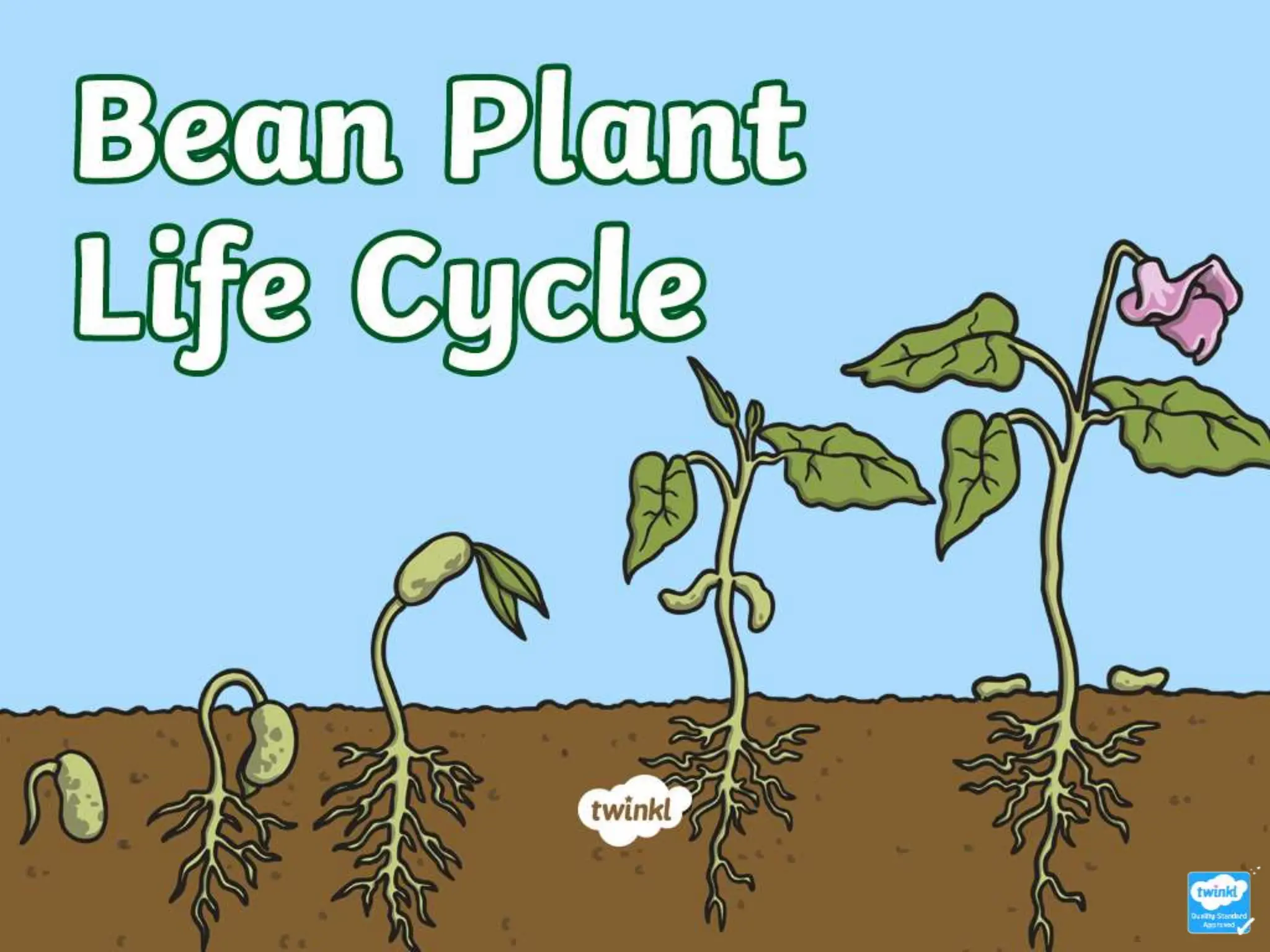 US-Sc-367-Bean-Life-Cycle-PowerPoint_ver_4.pptx | Agriculture | Industries