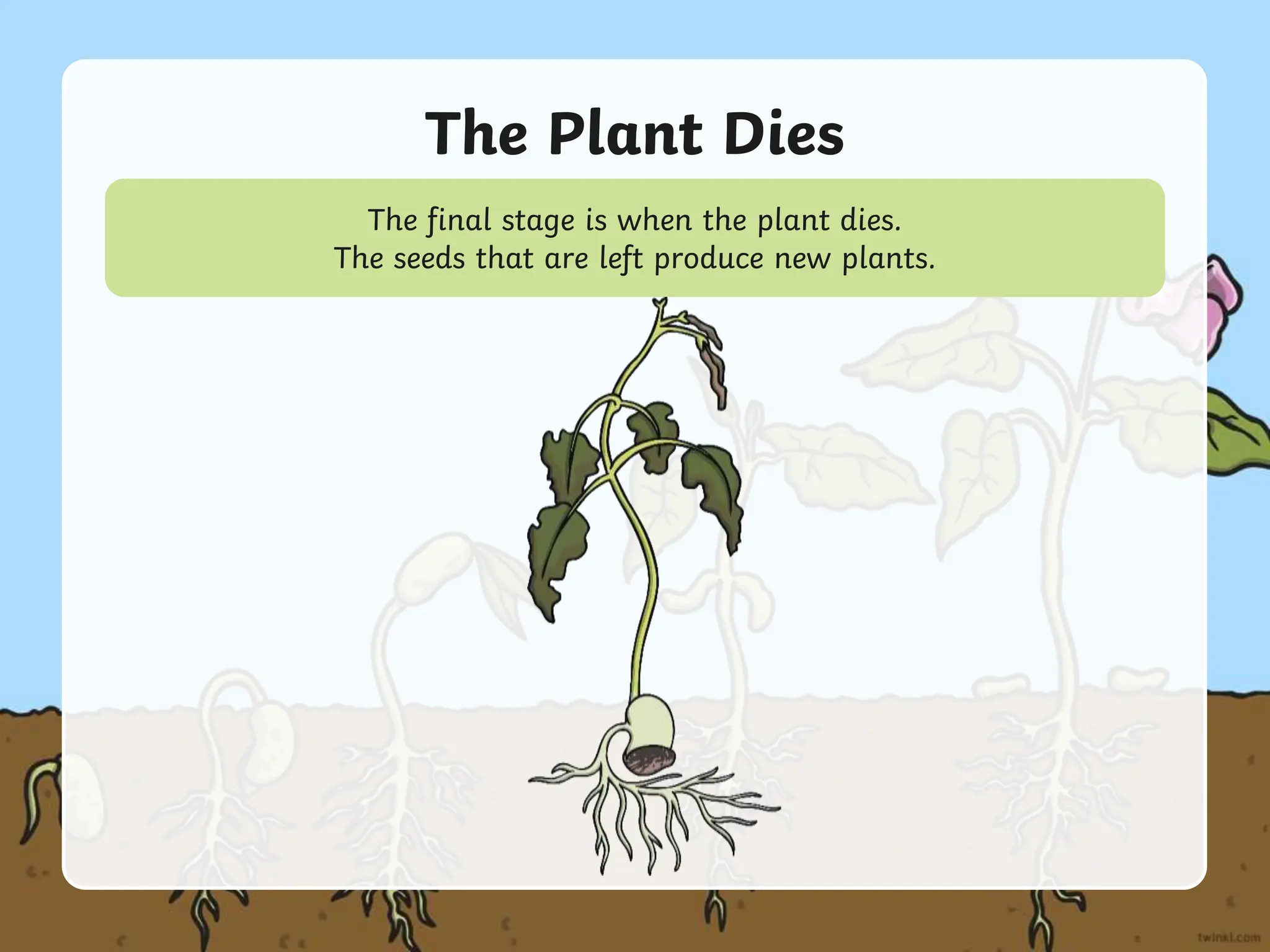 US-Sc-367-Bean-Life-Cycle-PowerPoint_ver_4.pptx