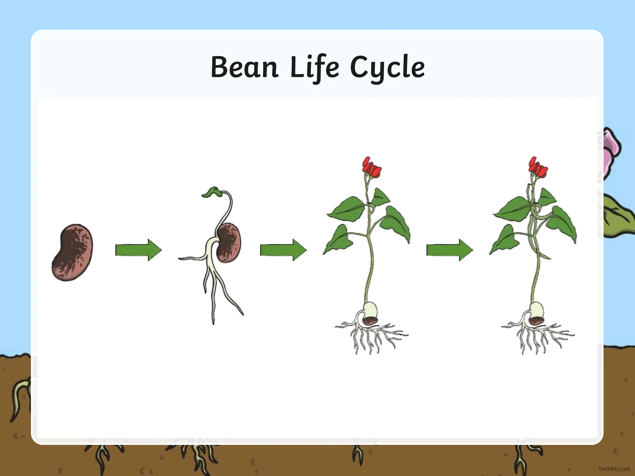 US-Sc-367-Bean-Life-Cycle-PowerPoint_ver_4.pptx