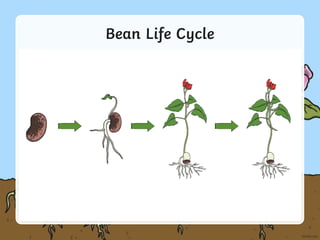 US-Sc-367-Bean-Life-Cycle-PowerPoint_ver_4.pptx