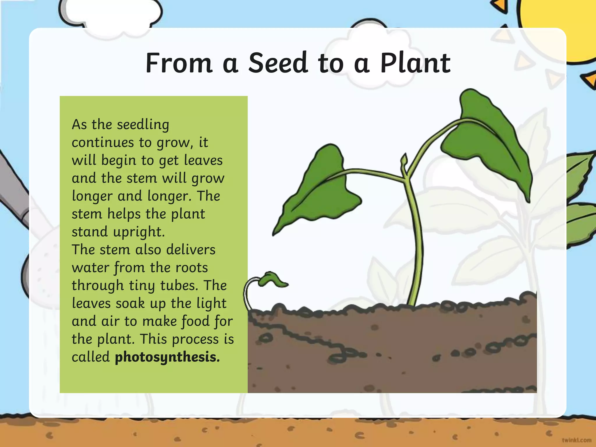 us-t-2546339-life-cycle-of-a-plant-powerpoint_ver_2.pptx