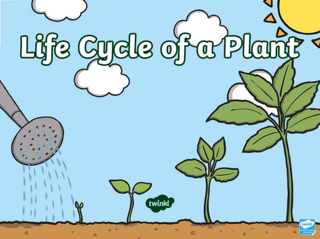 us-t-2546339-life-cycle-of-a-plant-powerpoint_ver_2.pptx