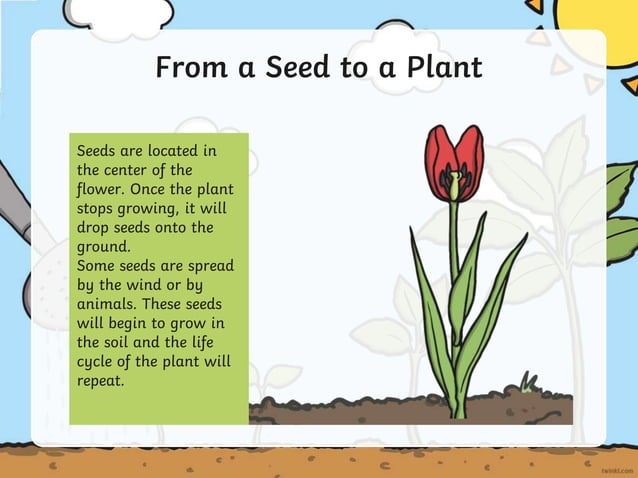 us-t-2546339-life-cycle-of-a-plant-powerpoint_ver_2.pptx