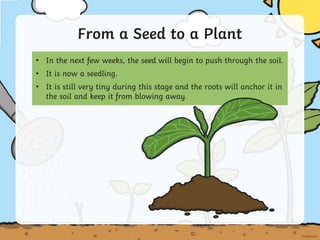 us-t-2546339-life-cycle-of-a-plant-powerpoint_ver_2 (1).pptx