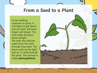 us-t-2546339-life-cycle-of-a-plant-powerpoint_ver_2 (1).pptx
