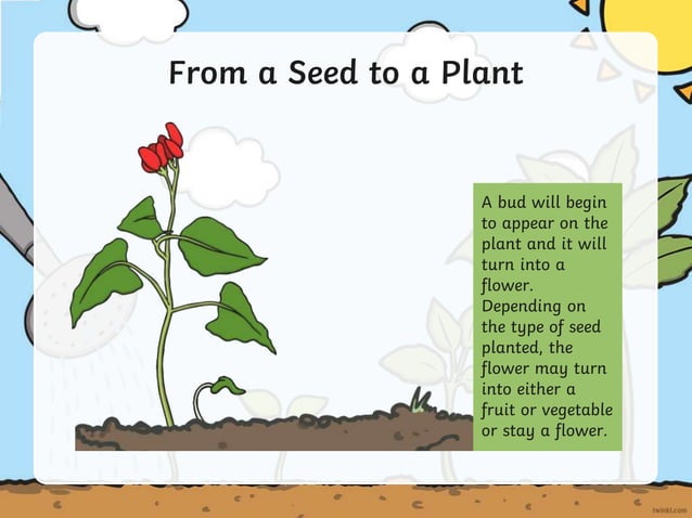 us-t-2546339-life-cycle-of-a-plant-powerpoint_ver_2 (1).pptx