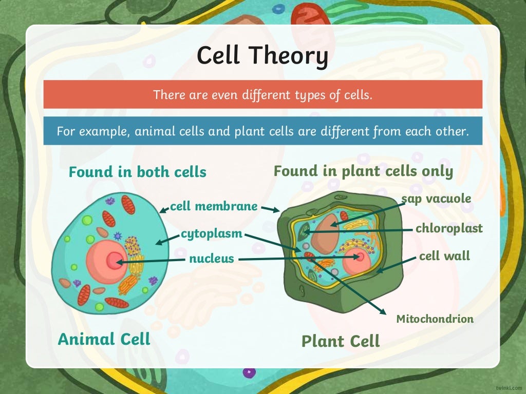 us2-s-187-what-is-a-cell-powerpoint-english_ver_3.pptx