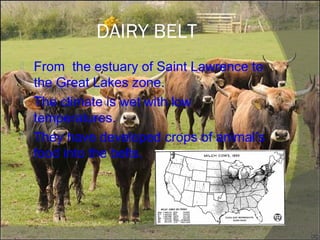 American belts | PPT