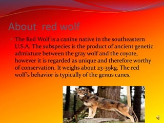 U.S.A endangered animals ppt. | PPTX