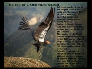 U.S.A endangered animals ppt. | PPTX