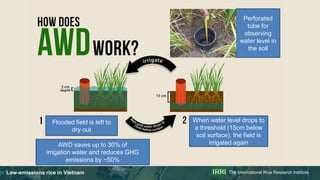 Rice in Vietnam emissions, NDC planning and actions, feasibility ...