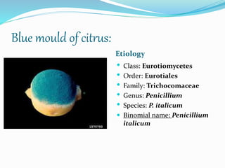 green and blue mold of citrus | PPTX