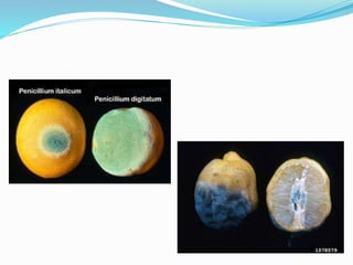 green and blue mold of citrus | PPTX