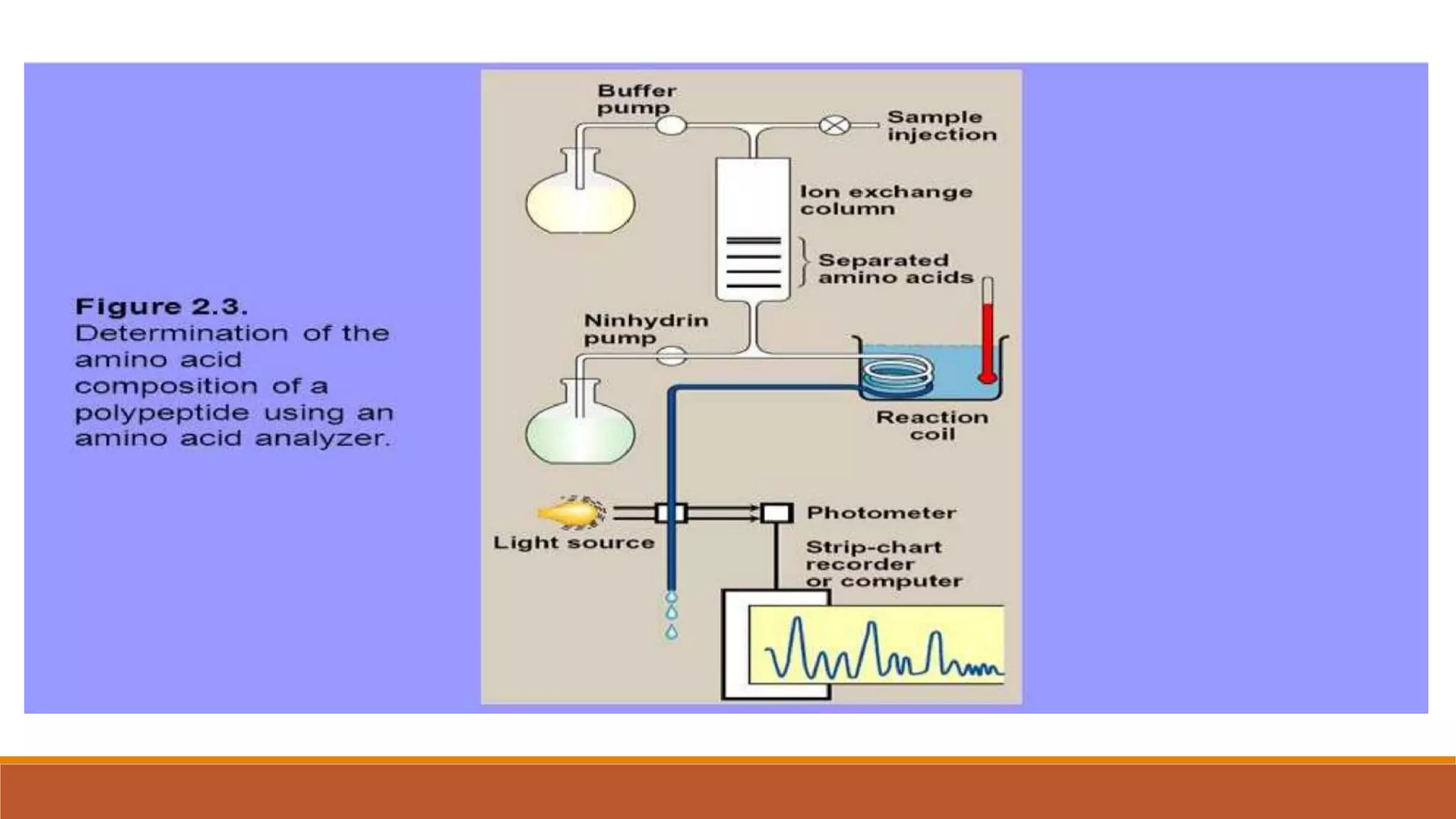 Amino Acid Analyzer | PPTX