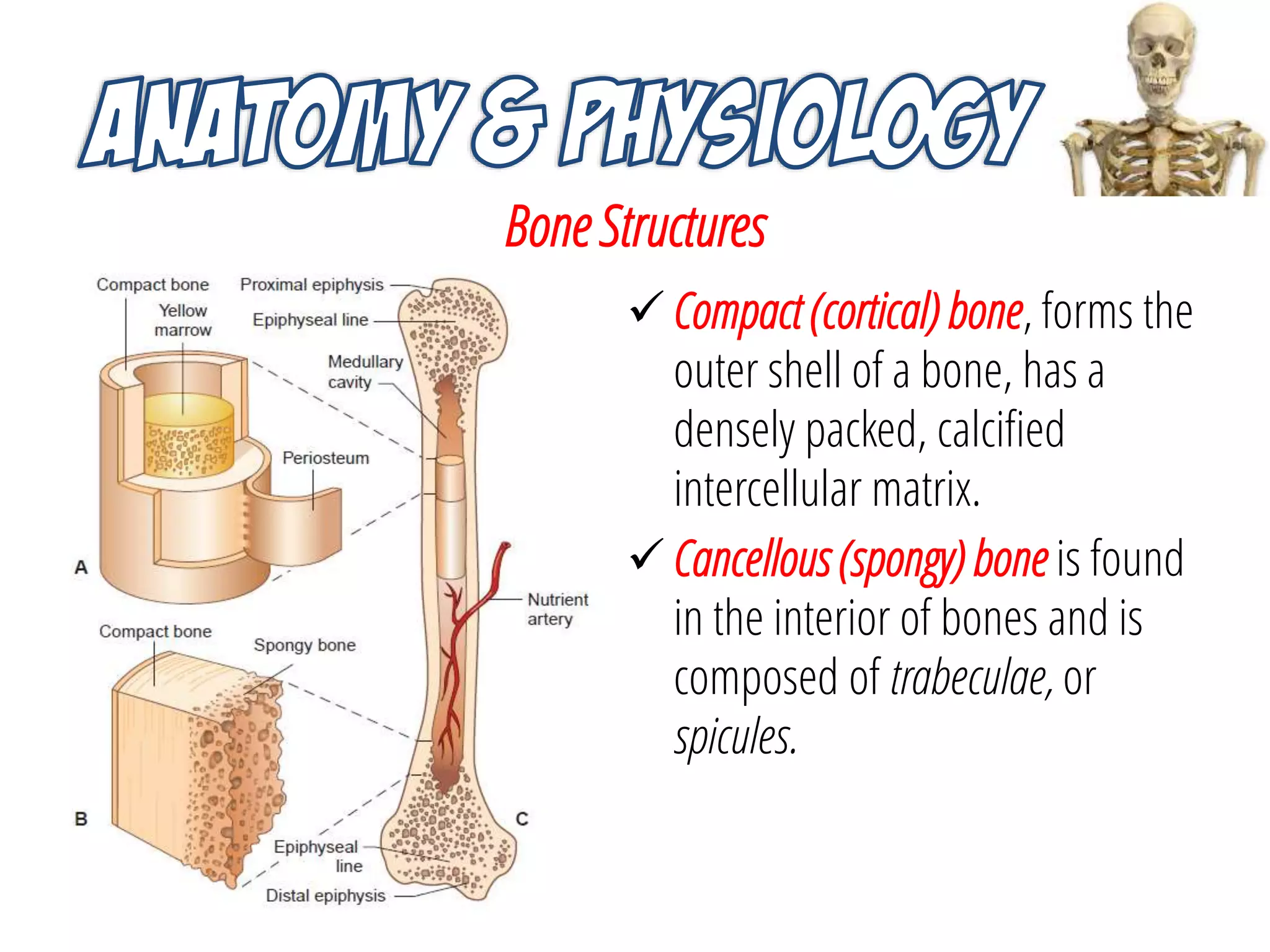 Musculoskeletal System Anatomy and Assessment | PDF