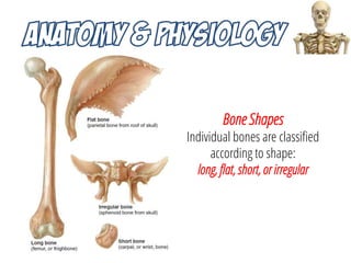 Musculoskeletal System Anatomy and Assessment | PDF