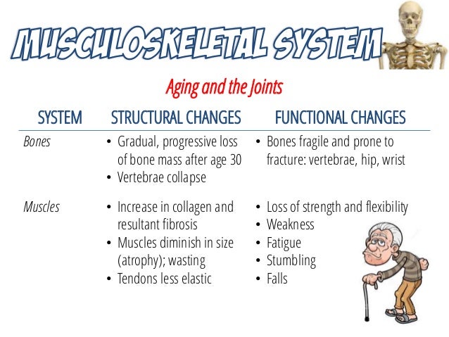 Musculoskeletal System Anatomy and Assessment