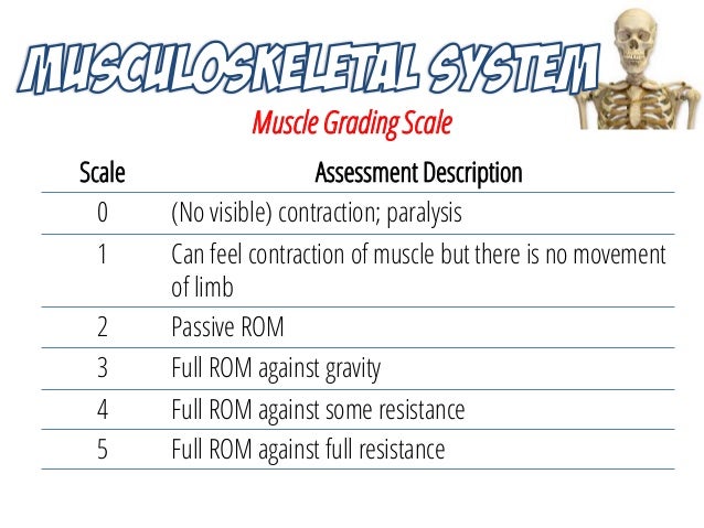Musculoskeletal System Anatomy and Assessment