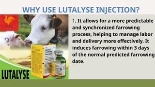 Use fo Lutalyse to induce farrowing in sows.pptx
