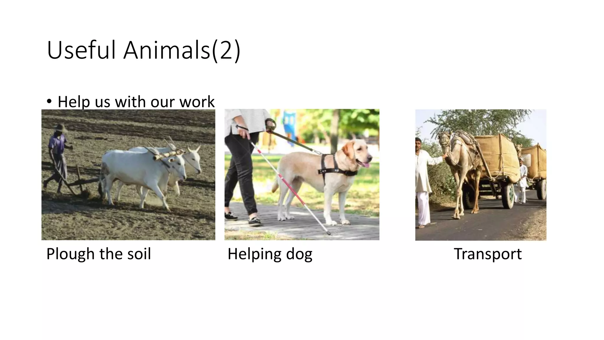 Useful and harmful Animals.pptx