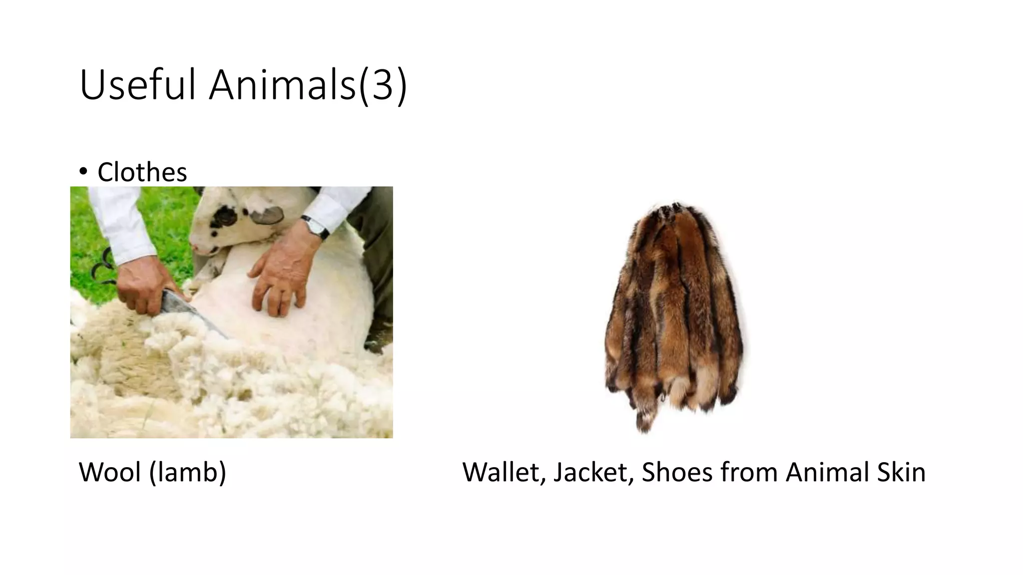 Useful and harmful Animals.pptx