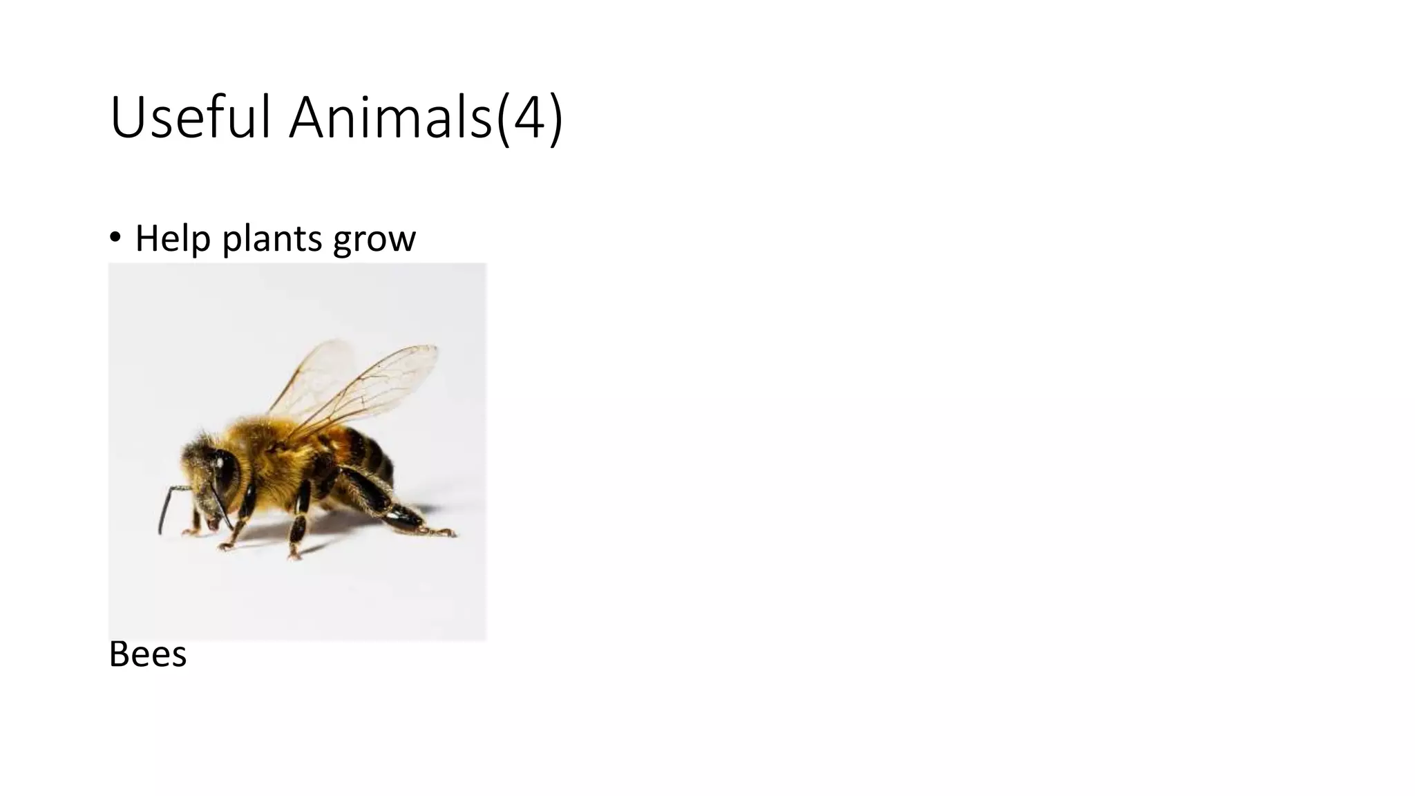 Useful and harmful Animals.pptx