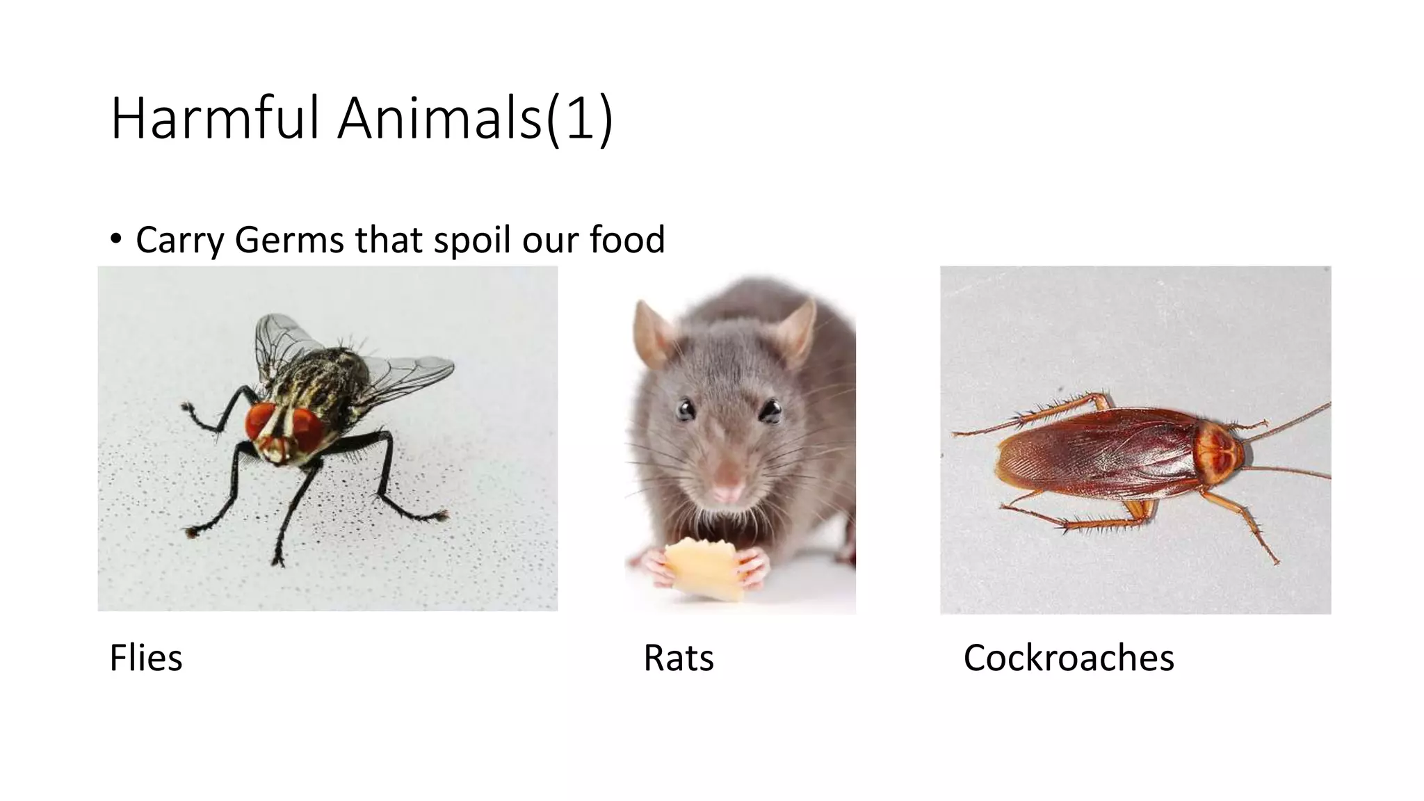 Useful and harmful Animals.pptx