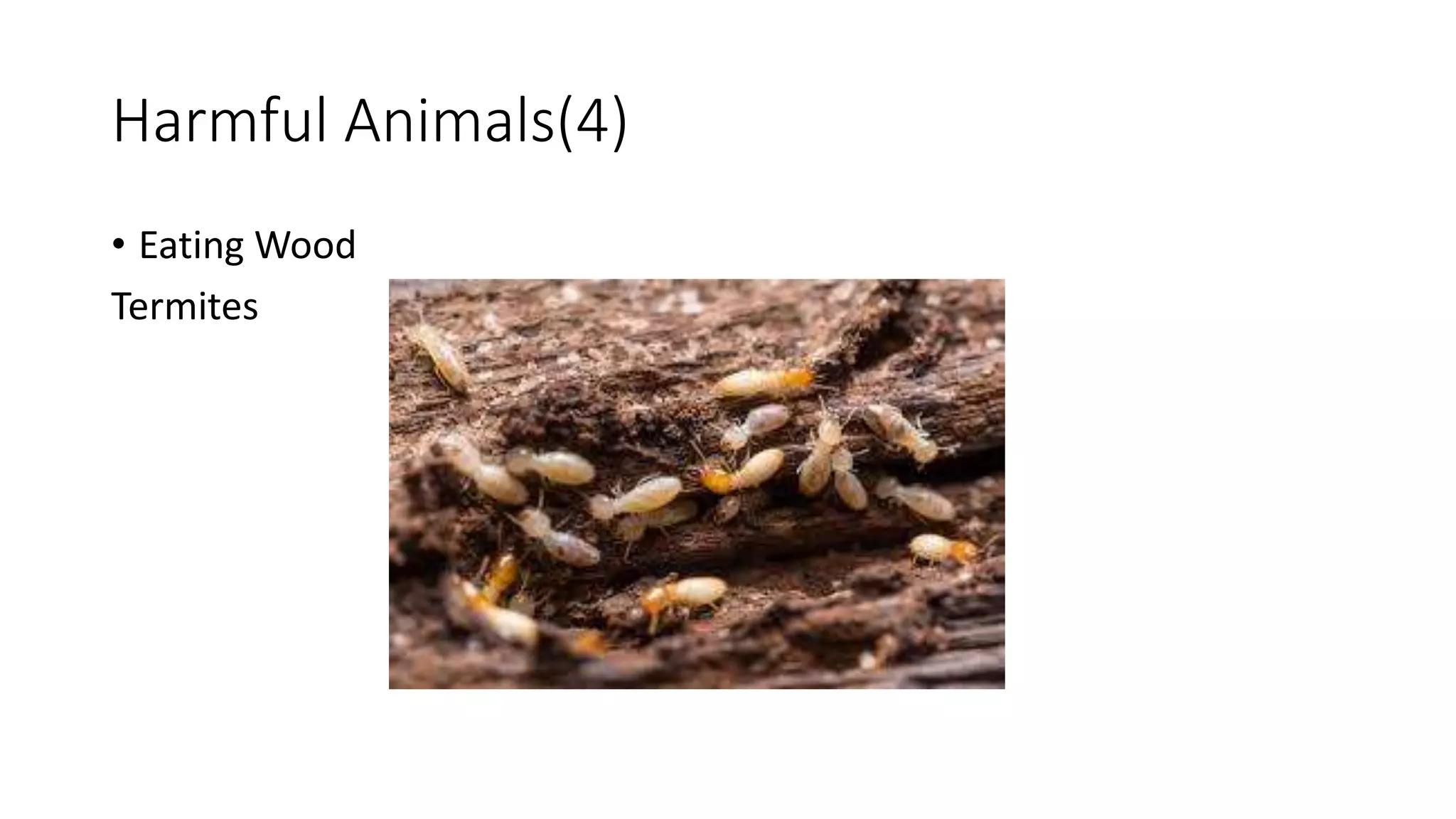 Useful and harmful Animals.pptx